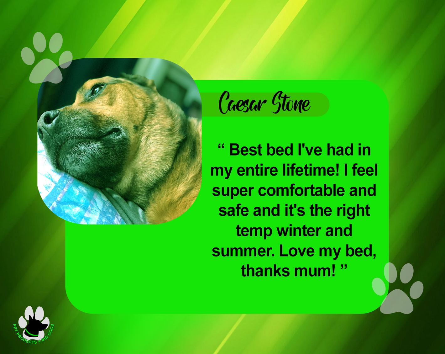 4BigDogs – 4bigdogs